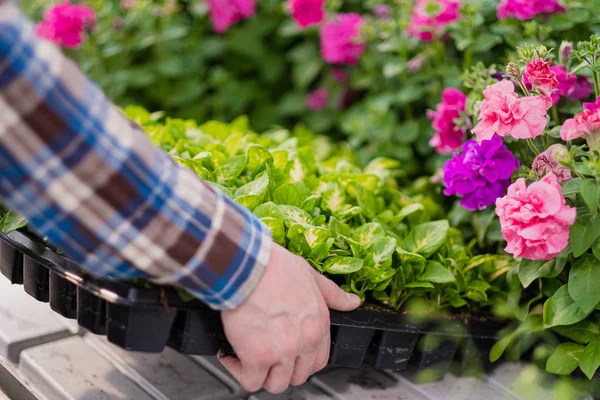 Vivero flor Stock Photos, Royalty Free Vivero flor Images | Depositphotos