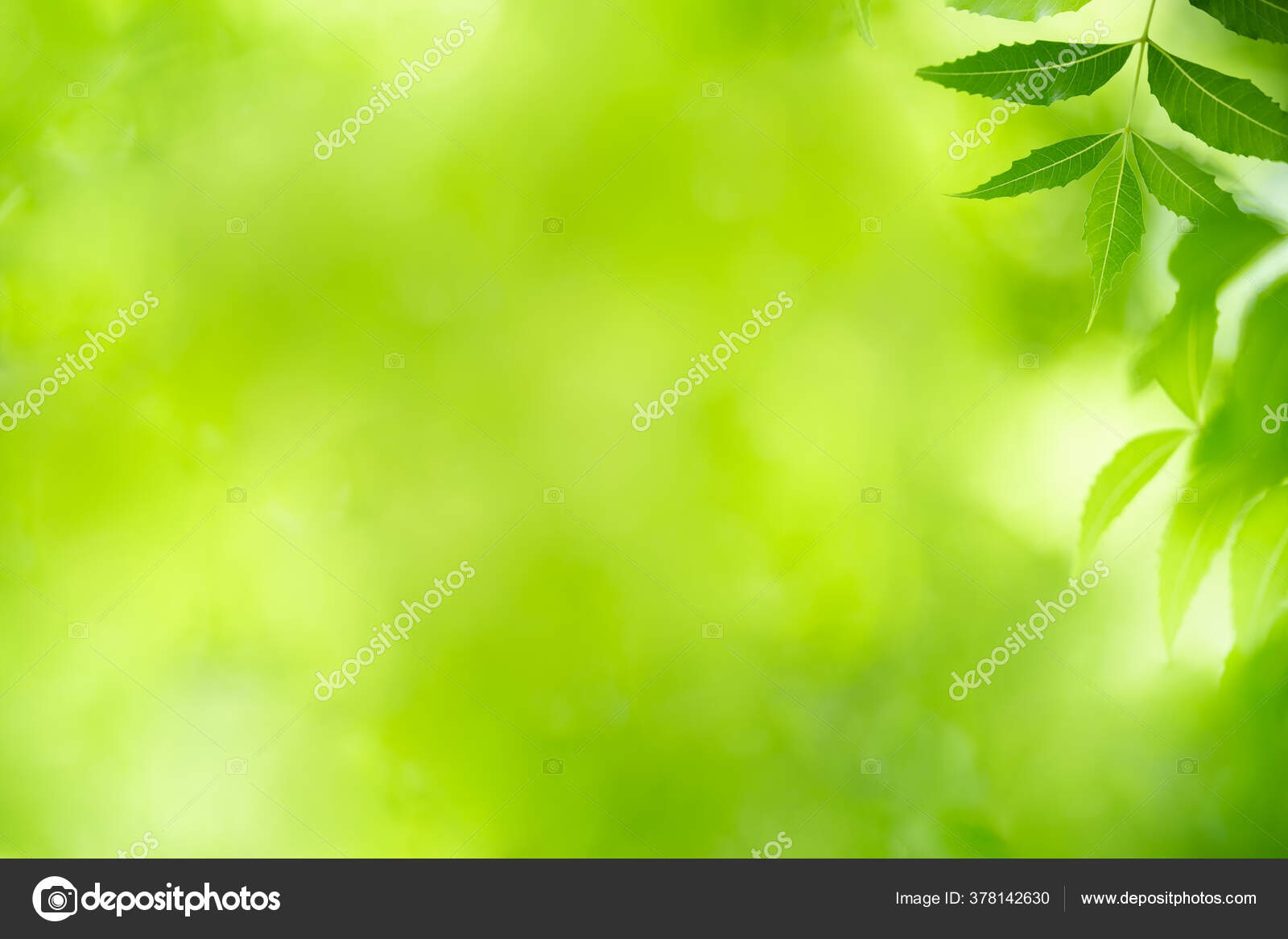 Nature Wallpaper Light Green Background