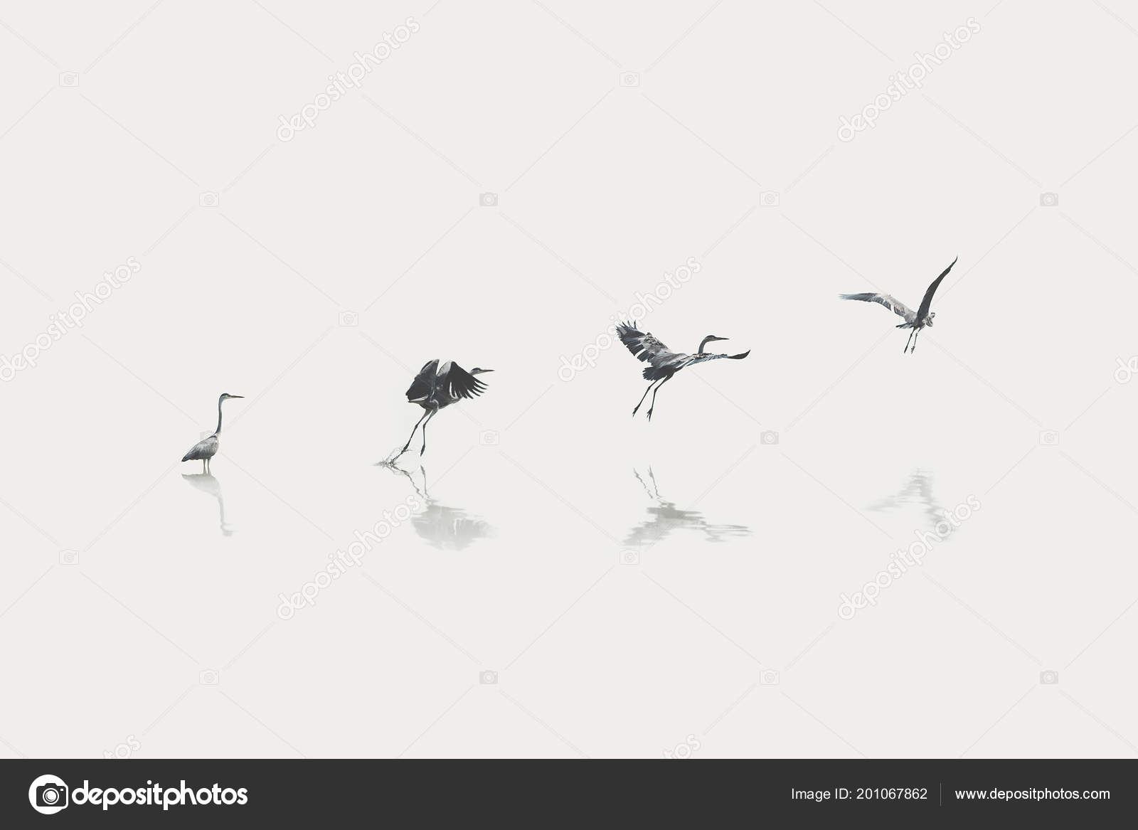 Flight Steps Progress Migratory Bird Stock Photo by ©frankie_s 201067862