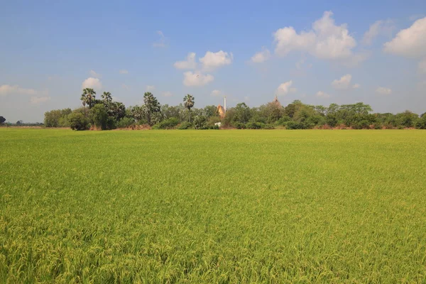 Millet farm Stock Photos, Royalty Free Millet farm Images | Depositphotos