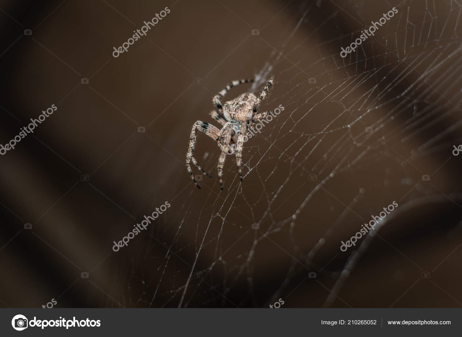Spider Araneus Garden Spider Kind Araneomorph Spiders Family Orb Web ...