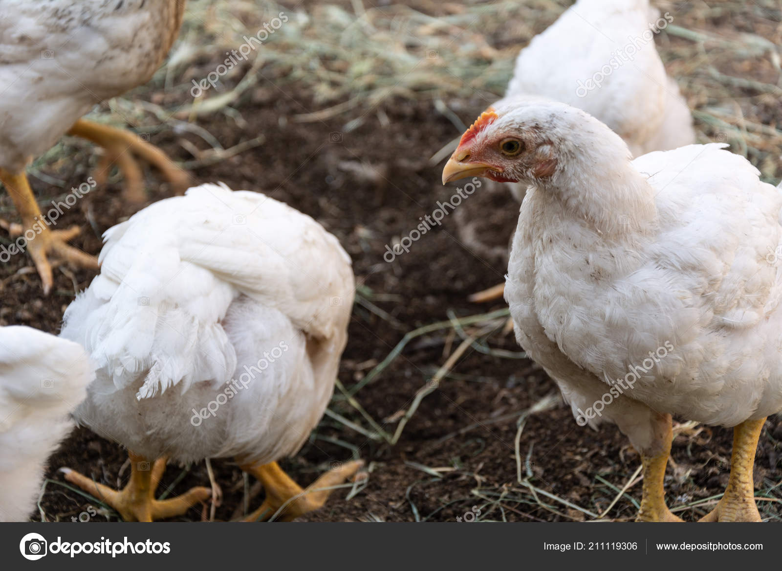 Broiler Chicken Breeds