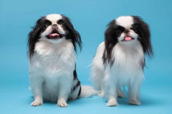 Miniature Japanese Chin