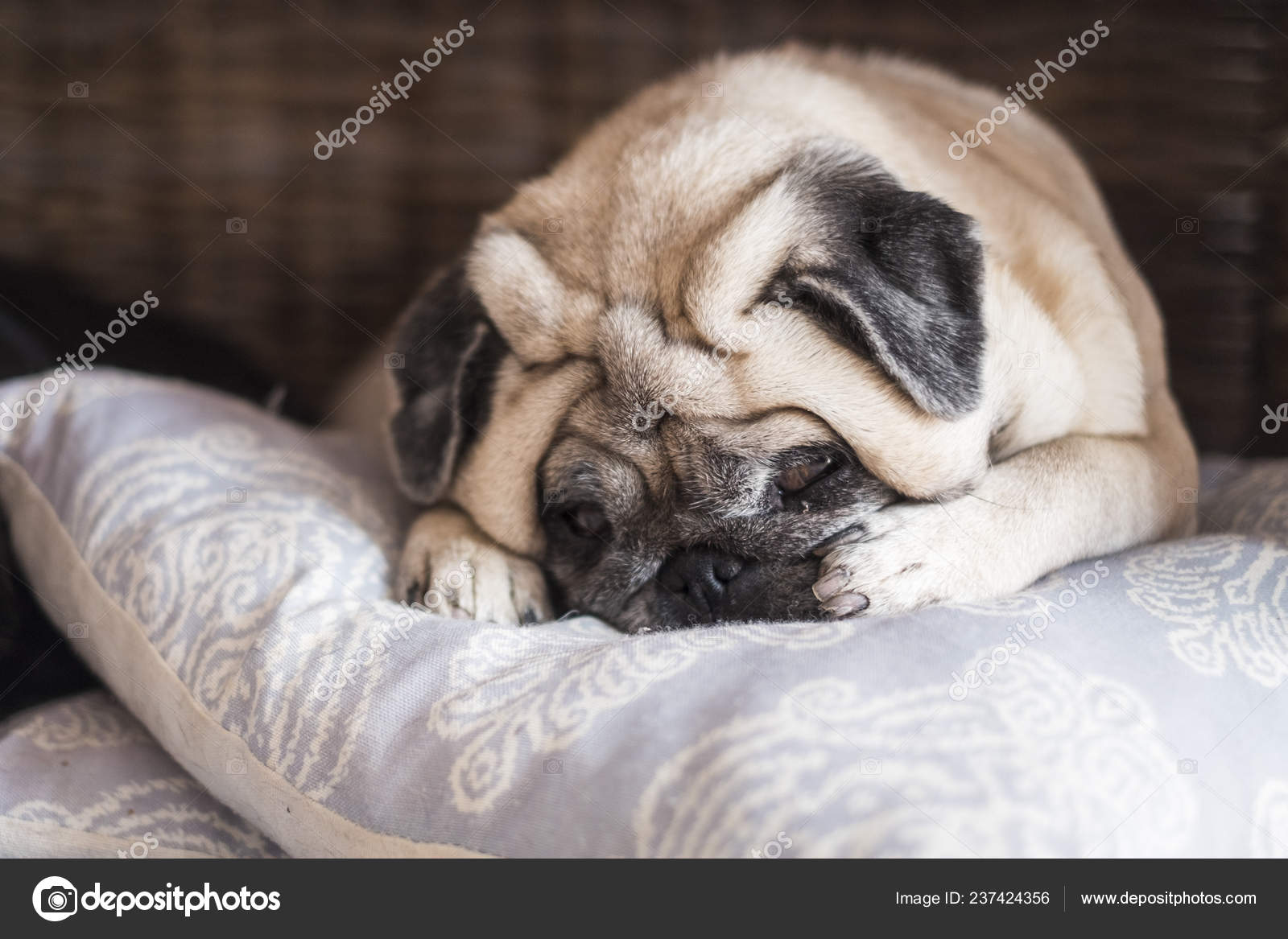 Are Pugs Lazy Dogs
