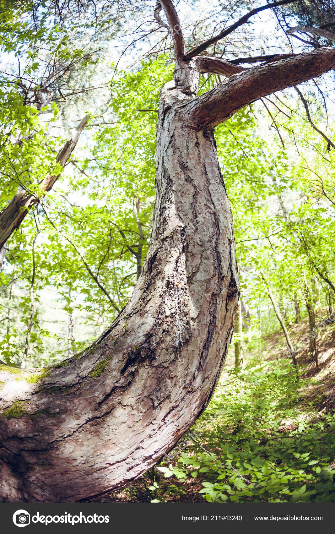 Curved Tree Trunk Bottom View Twisted Pine Close Mixed Forest — Stock ...