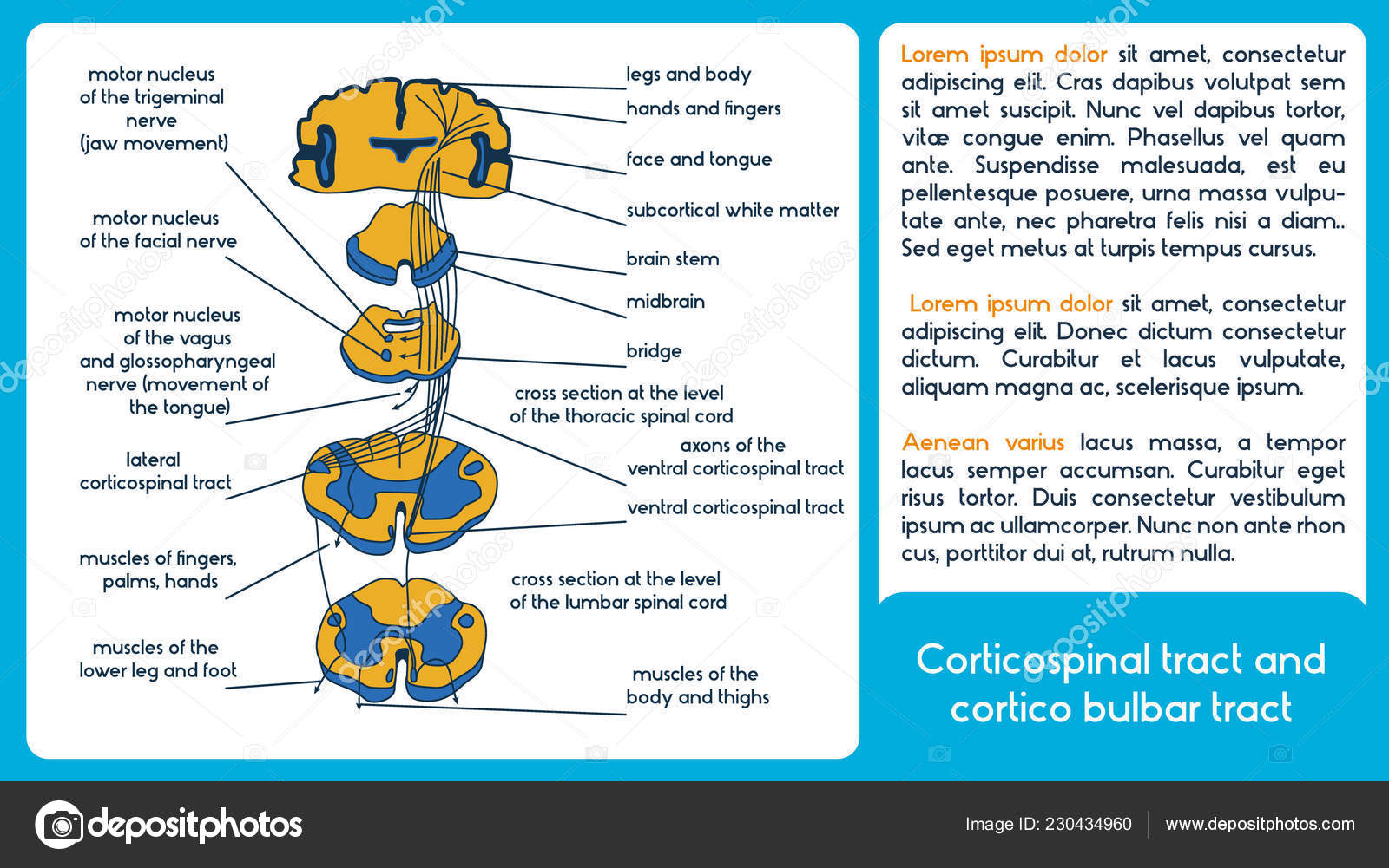 Diagrama Do Trato Corticoespinhal Lateral
