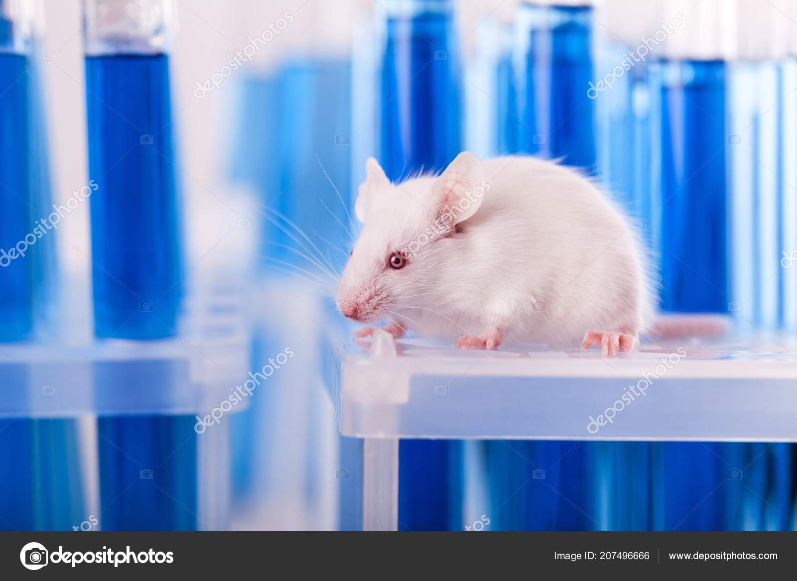 Laboratory Mouse with Test Tubes Stock Photo by ©billiondigital 207496666