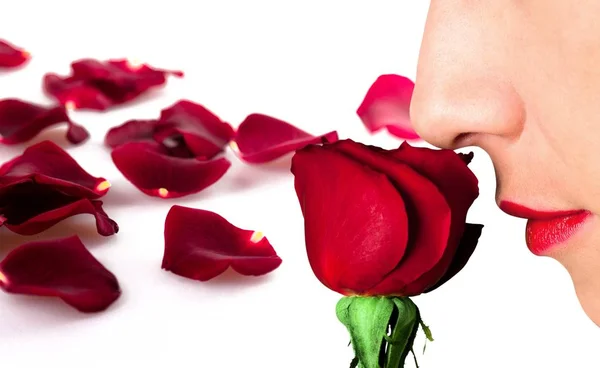 Girl kissing rose Stock Photos, Royalty Free Girl kissing rose Images ...