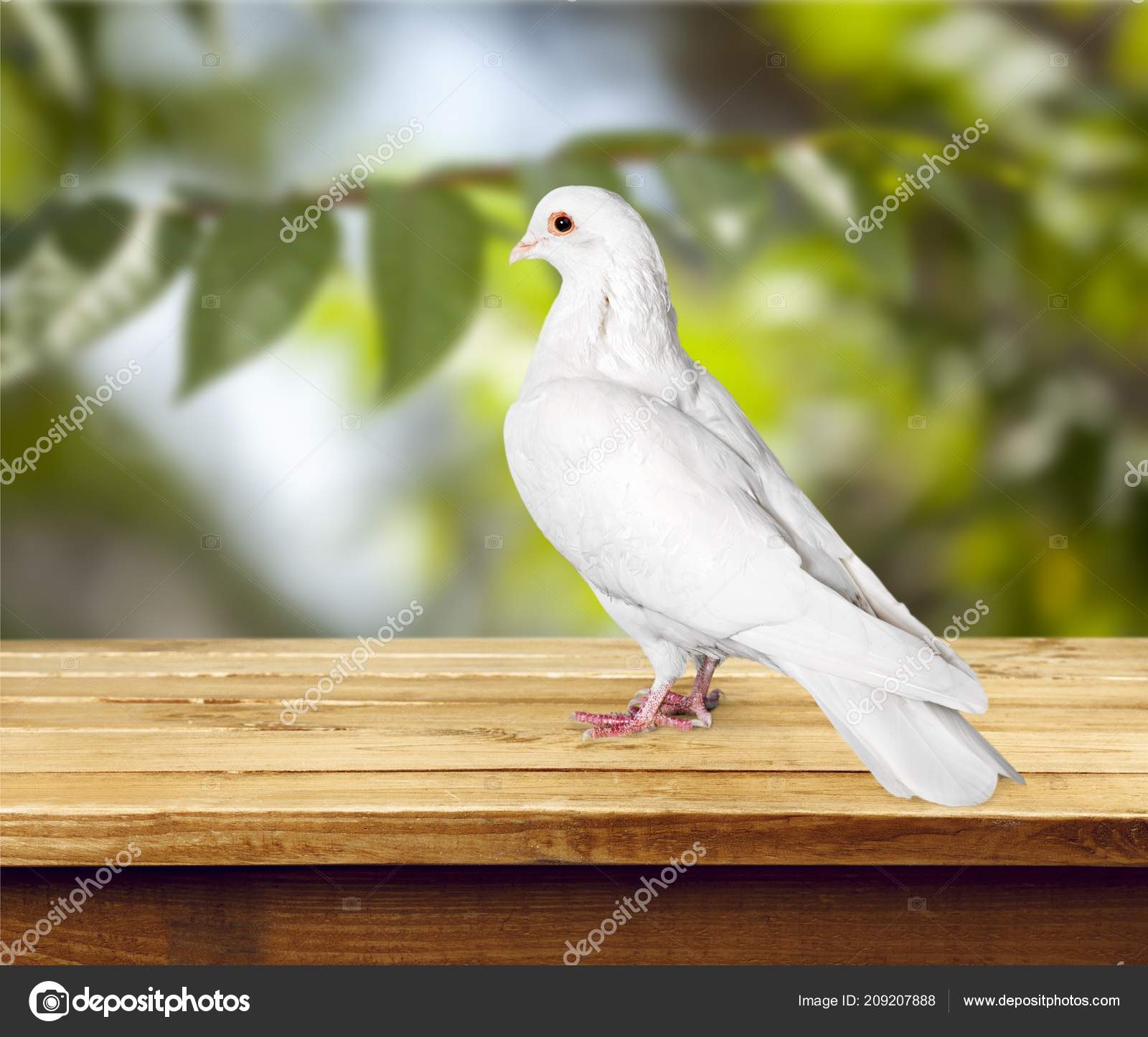 White Dove Sitting