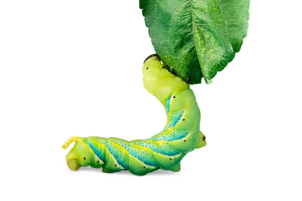 Fake caterpillar Stock Photos, Royalty Free Fake caterpillar Images ...