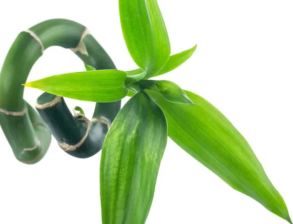 Monocot Stock Photos, Royalty Free Monocot Images | Depositphotos