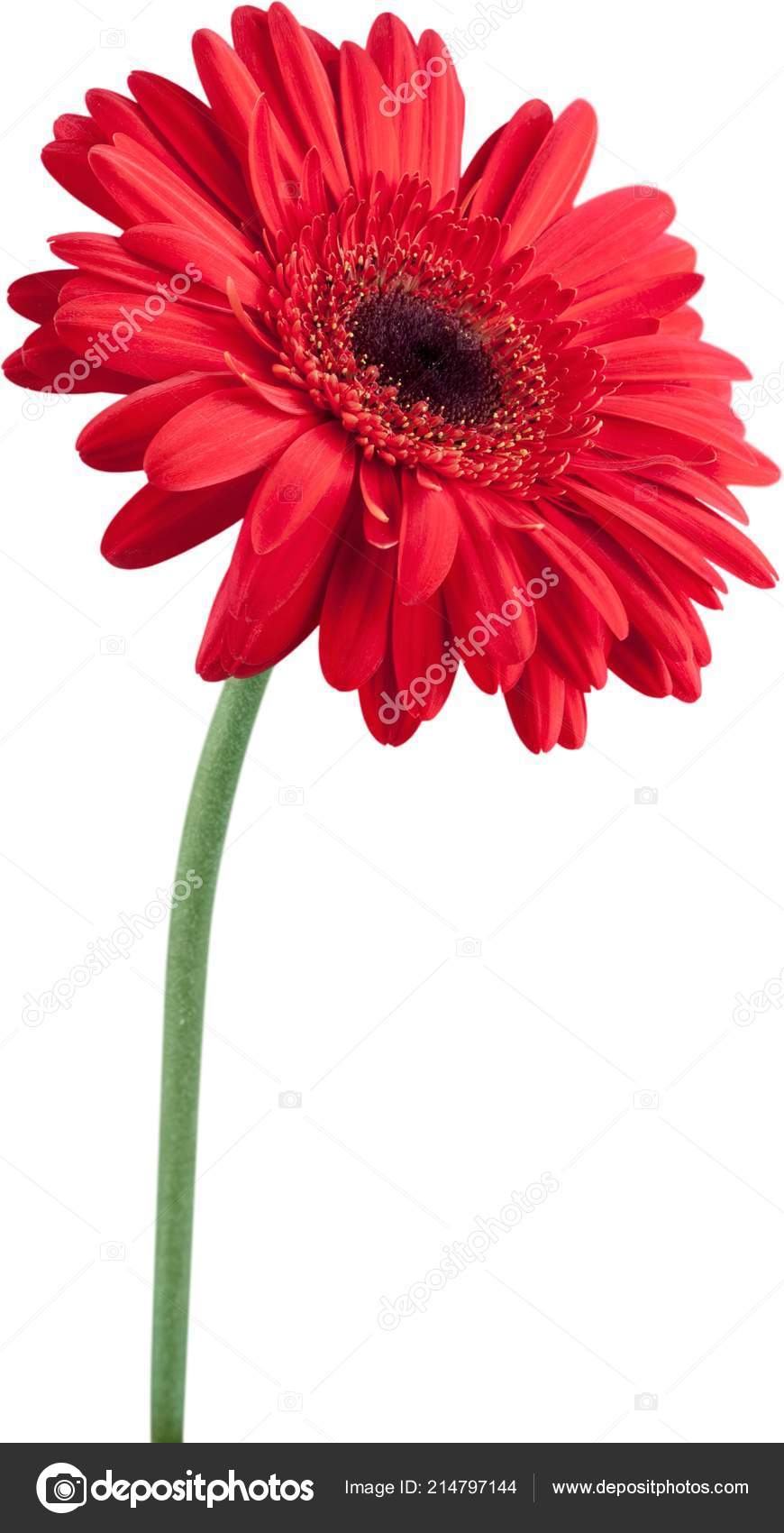 Red Daisy Flower