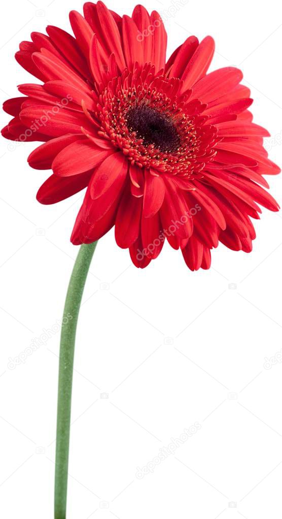 flor de gerberas rojas sobre fondo blanco 2023