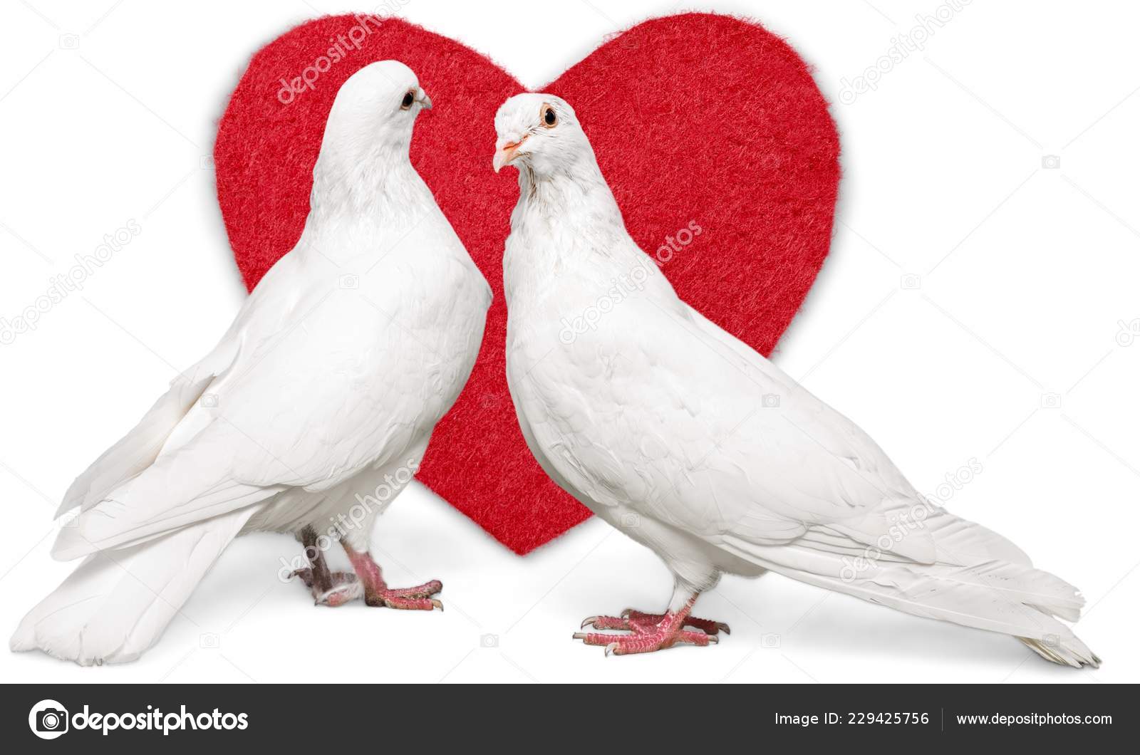 White Dove Birds Love