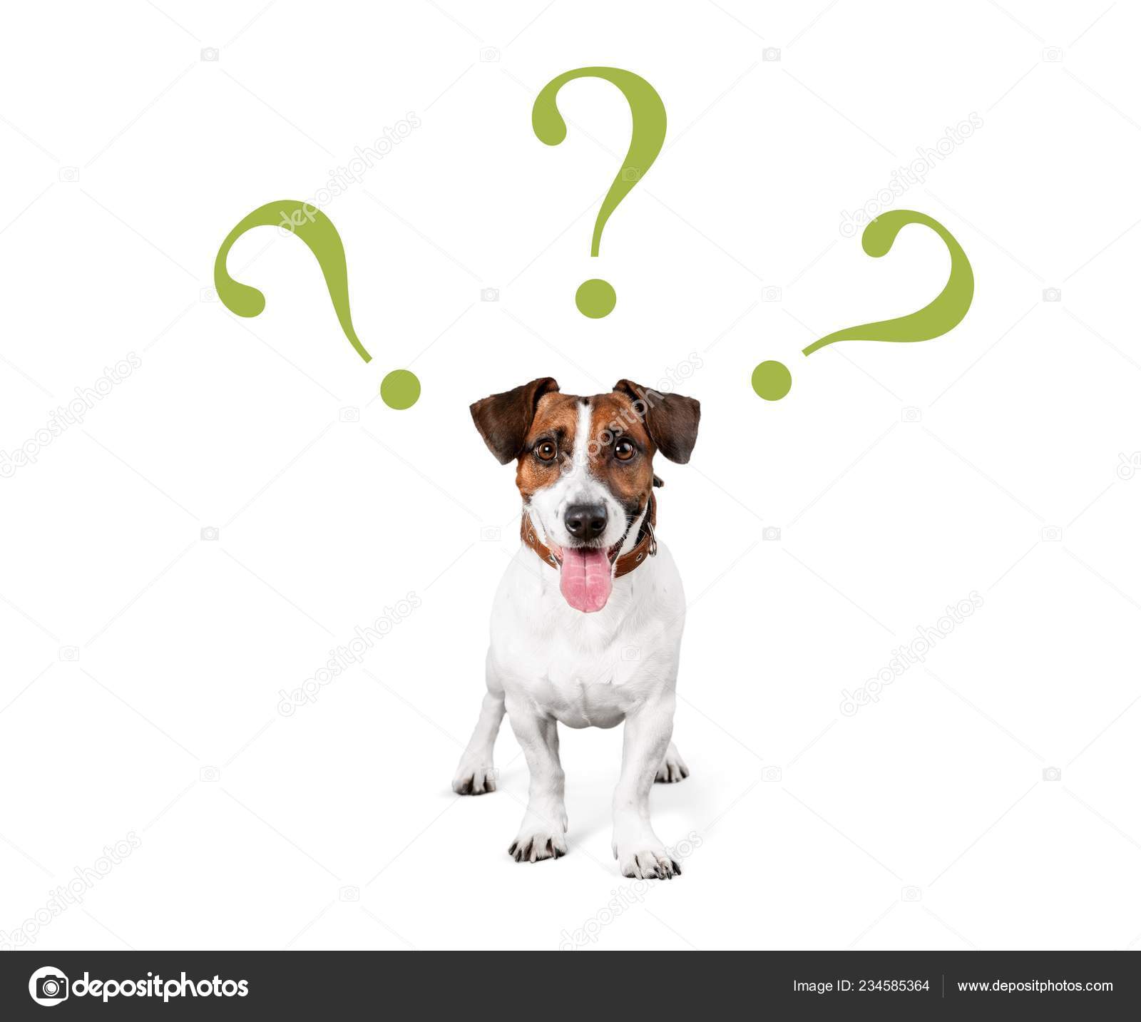 Dog With Question Mark