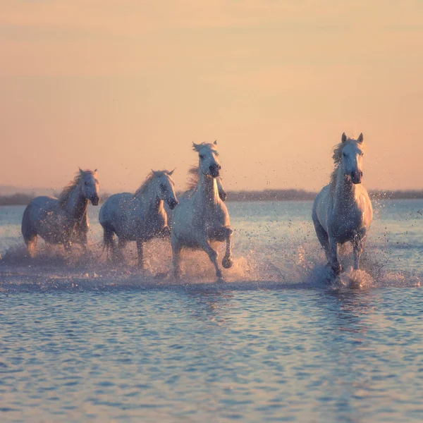 Water horses Stock Photos, Royalty Free Water horses Images | Depositphotos