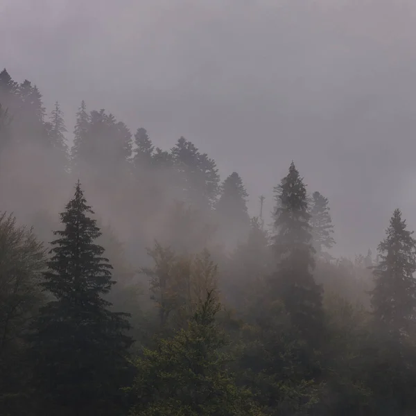 Misty oregon trees Stock Photos, Royalty Free Misty oregon trees Images ...
