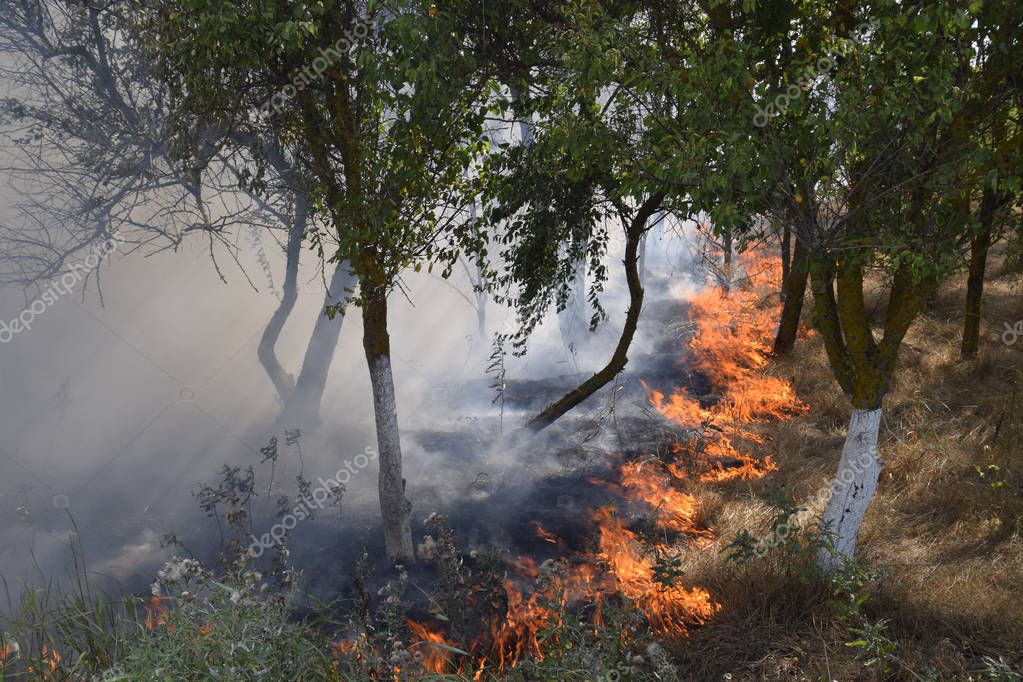 Fuego en el bosque. Fuego y humo en la basura del bosque. La hierba ...