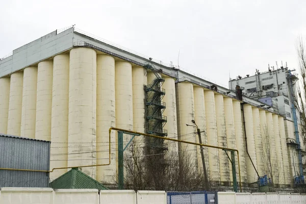 Planta stengel Stock Photos, Royalty Free Planta stengel Images ...