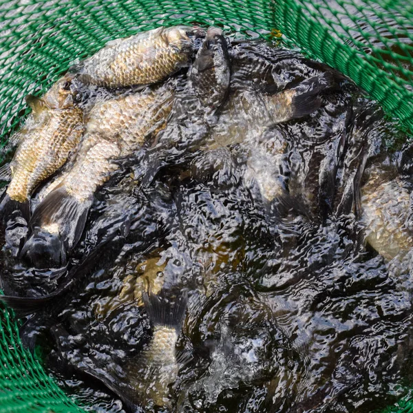 River fish in a green plastic grid in a pond. Fish catch. Carp and carp ...