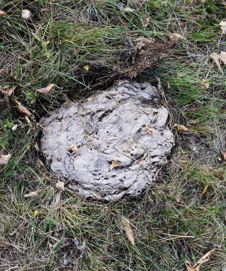 estiércol de vaca seca en la hierba. El excremento de ganado 2024