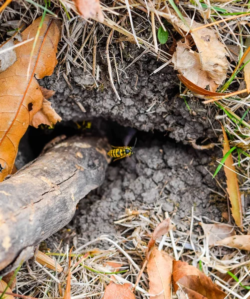 Bee ground nest Stock Photos, Royalty Free Bee ground nest Images ...