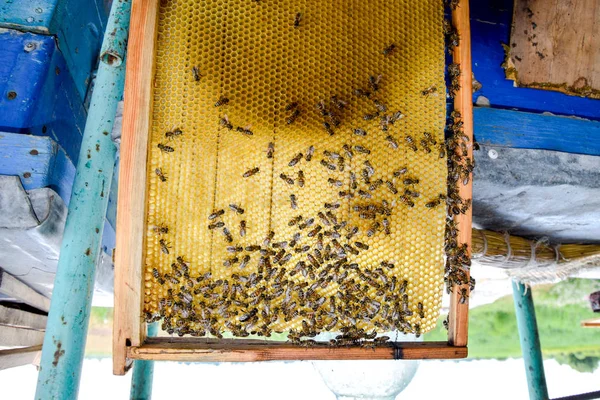 Abejas Roy en peines de cera. Panal de abeja, plancha con panal de ...