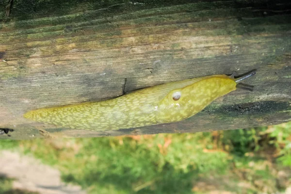 Black field slug Pictures, Black field slug Stock Photos & Images ...