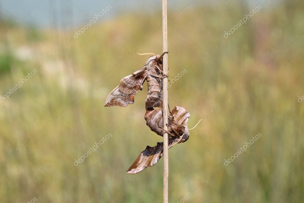 Apareamiento de dos mariposas de Sphingidae en tallo de hierba ...