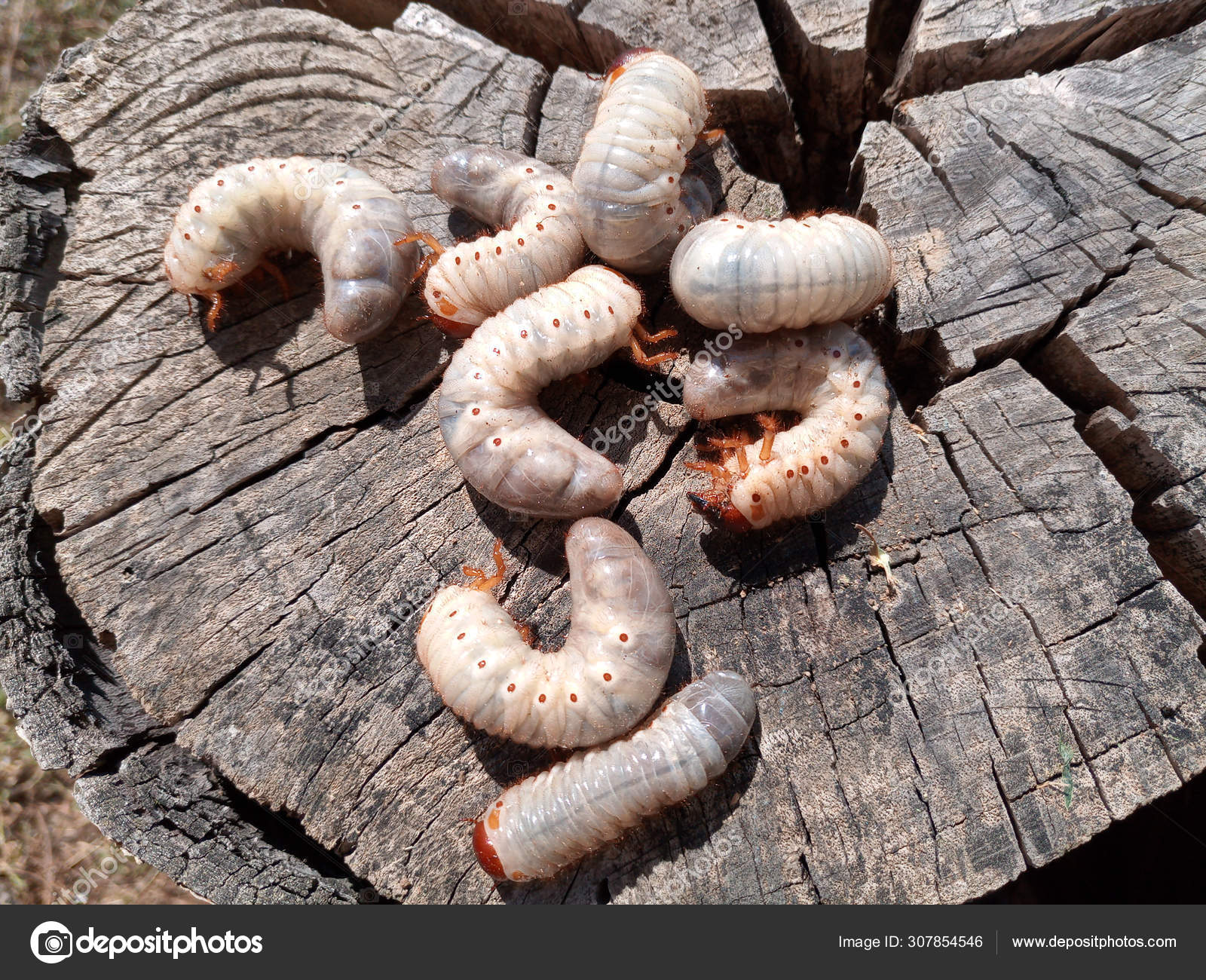 Larvas De Besouro Rinoceronte Fritas