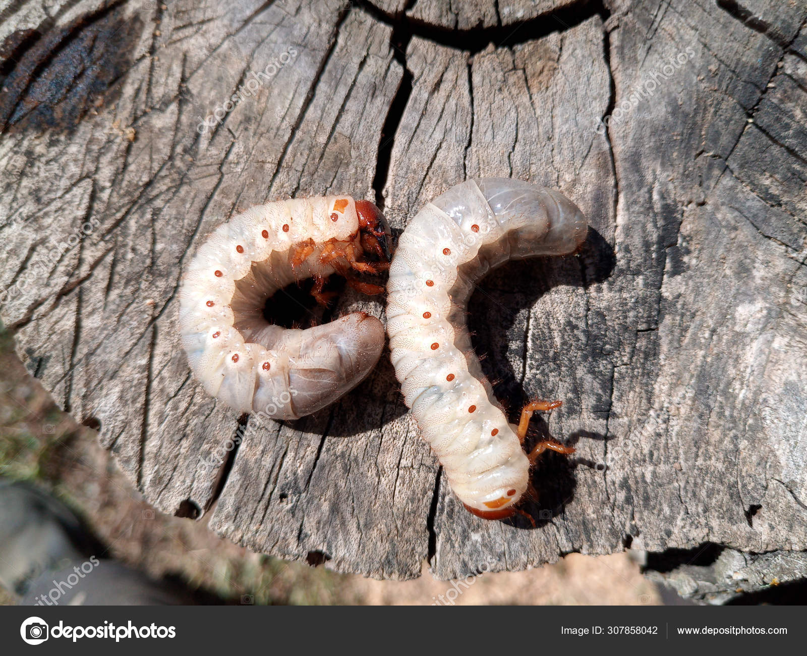 Rhino beetle larvae on an old wood stump. Large larvae of rhinoceros ...