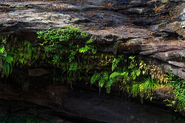 Weeping rock Stock Photos, Royalty Free Weeping rock Images | Depositphotos