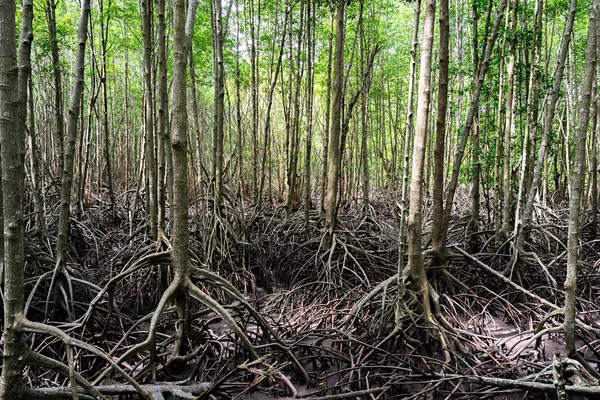 Roots and trunks of mangrove trees in green forest - Stock Image ...