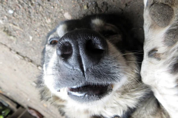 My dog, Chance, sniffing the camera with his perfect cold, wet, big ...