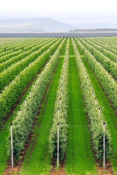 Hop plantations Stock Photos, Royalty Free Hop plantations Images ...