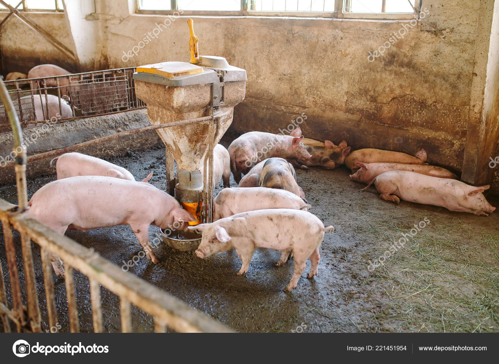 Cute Pink Pigs Barn Farm — Stock Photo © davit85 #221451954