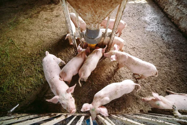 cute pink pigs in barn on a farm - Stock Image - Everypixel