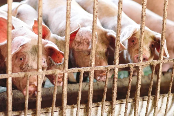 Cute pink animal Stock Photos, Royalty Free Cute pink animal Images ...