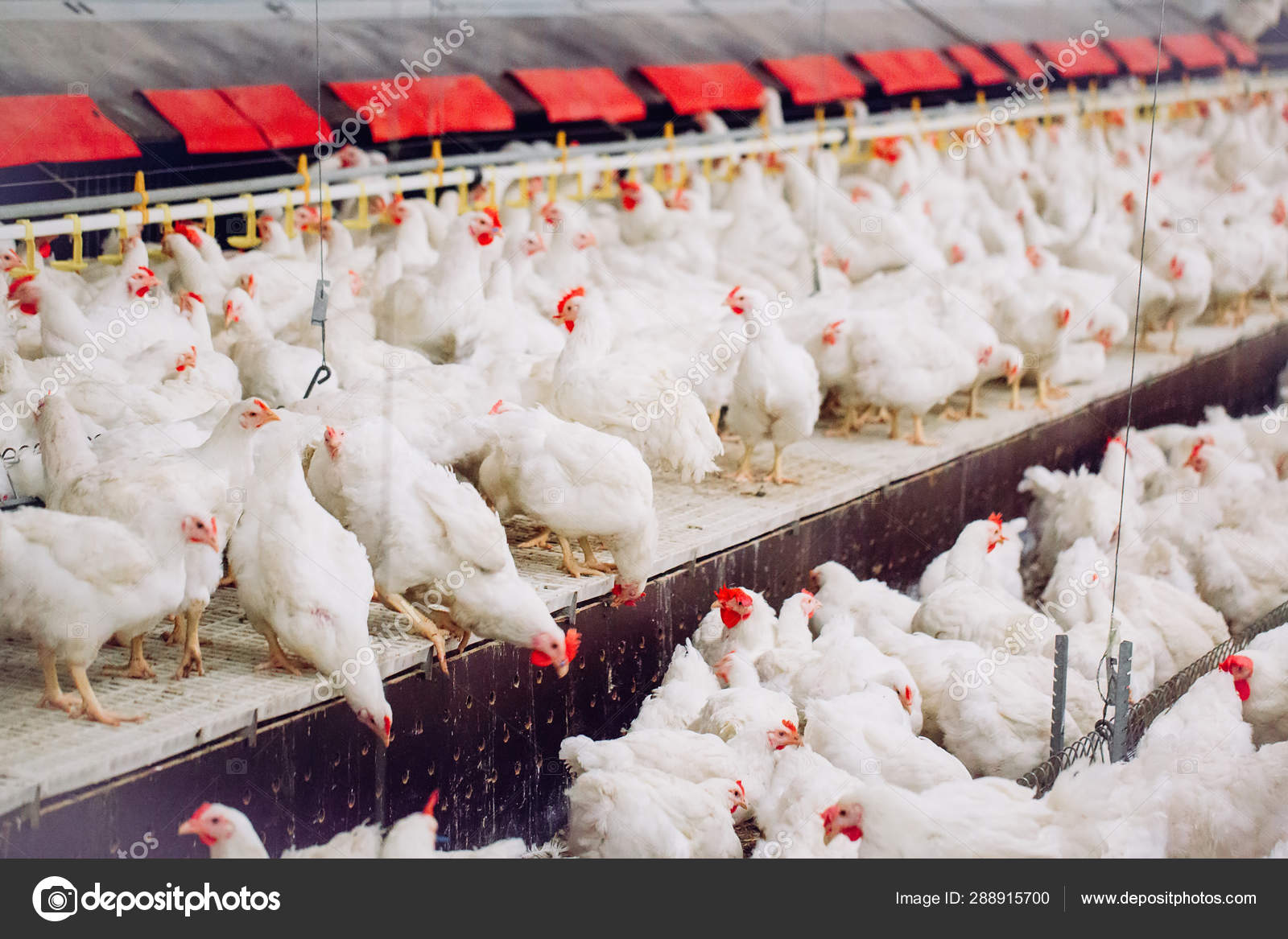 Big Chicken Farm Broiler Chickens