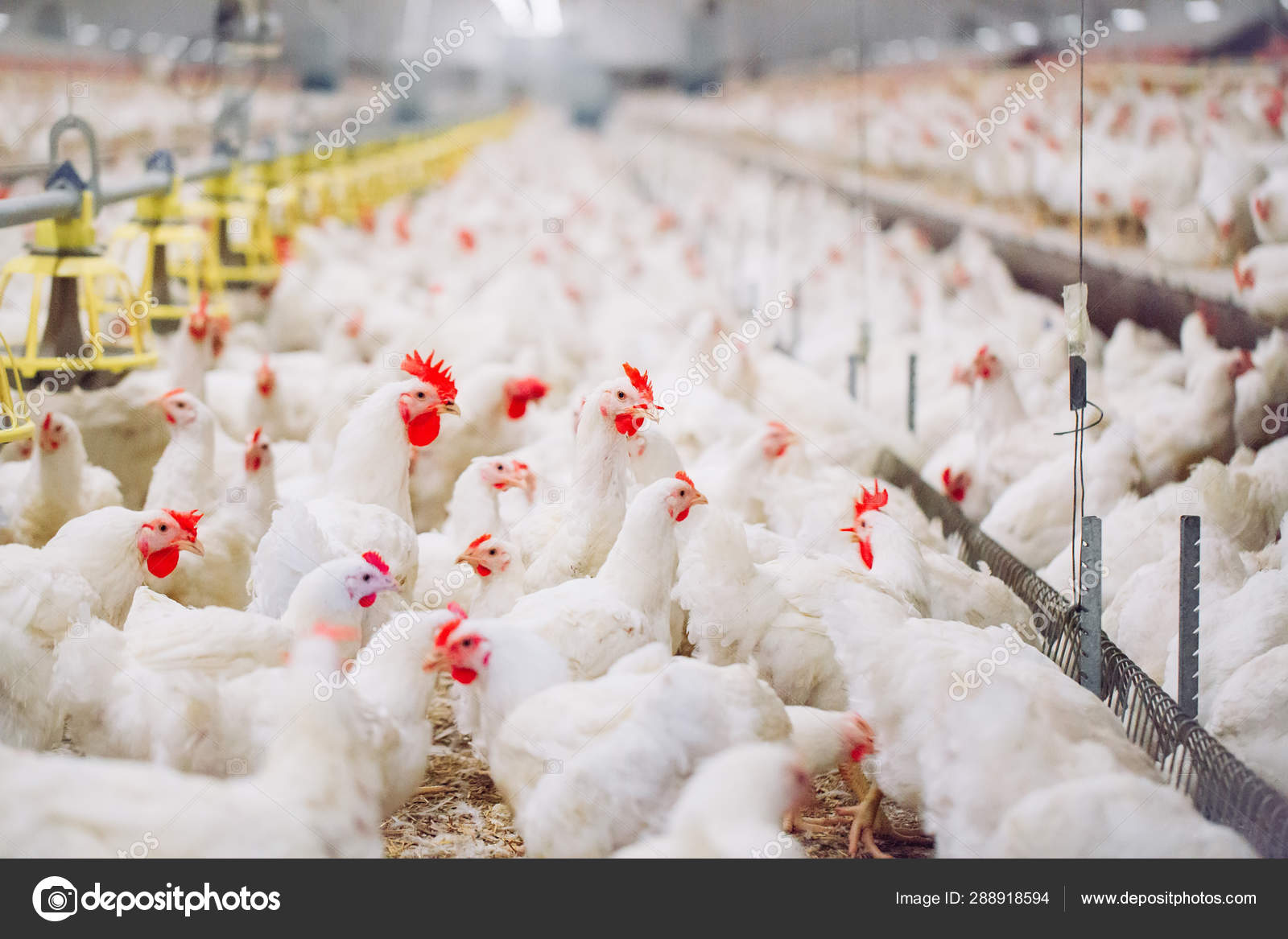 Big indoors modern chicken farm, chicken feeding. Stock Photo by ...