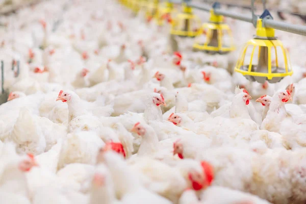 Poultry plant. — Stock Photo © karammiri #2323493