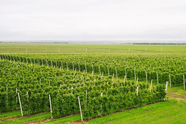 Hop plantations Stock Photos, Royalty Free Hop plantations Images ...