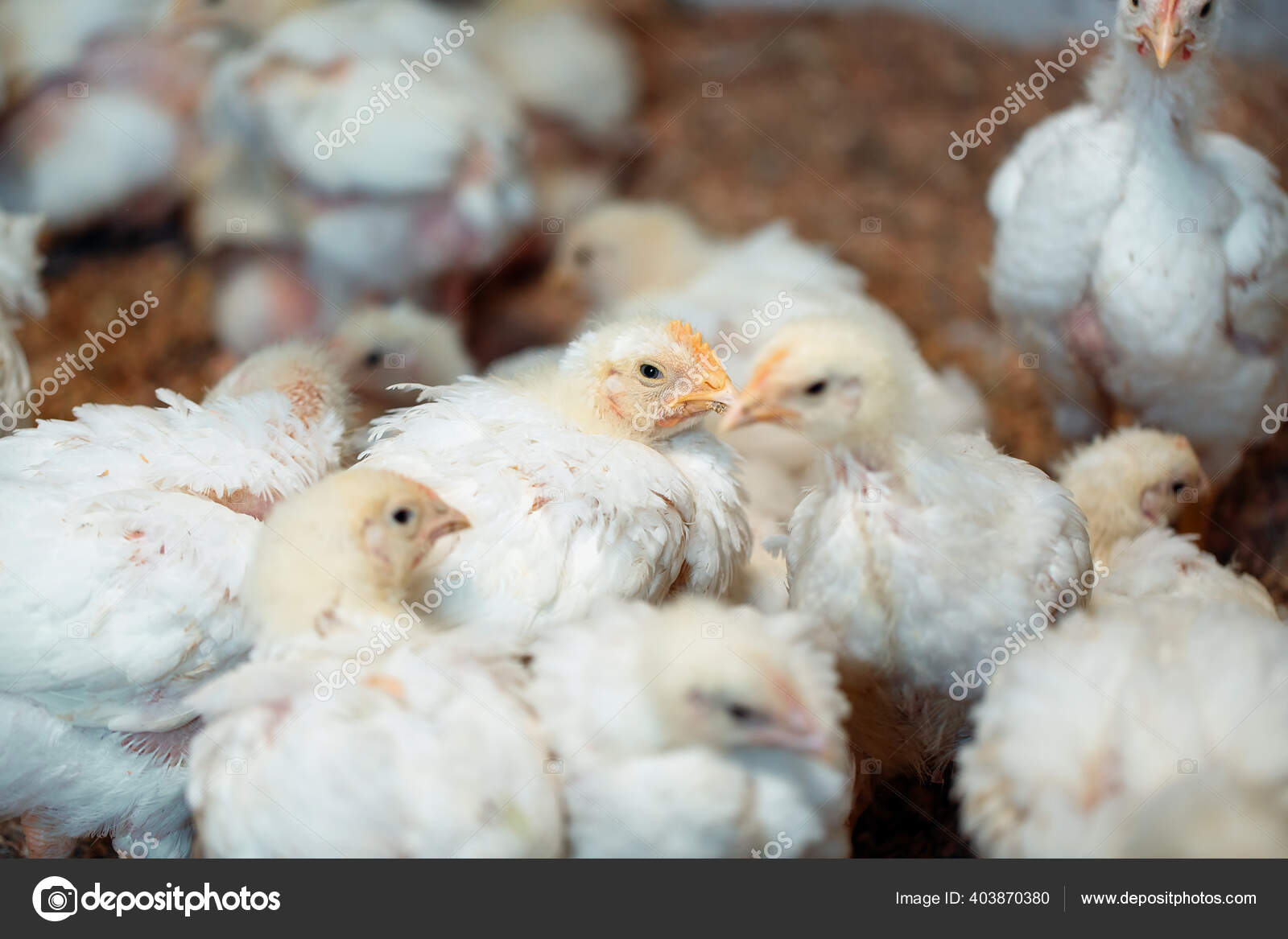 Frango de frango branco na granja de aves. — Foto © davit85 #403870380