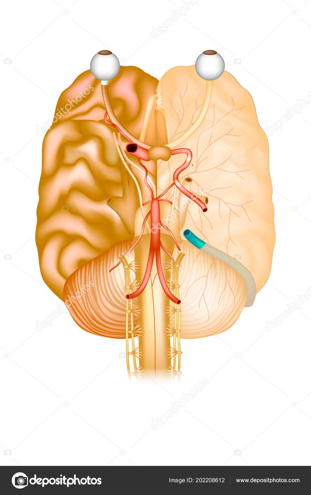 Base Brain Cranial Nerves Cerebral Arterial Circle Stock Illustration ... Base Brain Cranial Nerves Cerebral Arterial Circle Stock Illustration ...