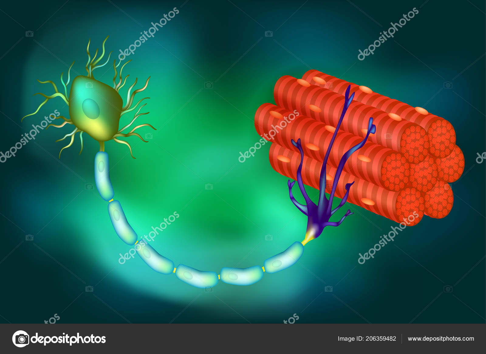 Motor Neuron Function Vector — Stock Vector © Sakurra #206359482