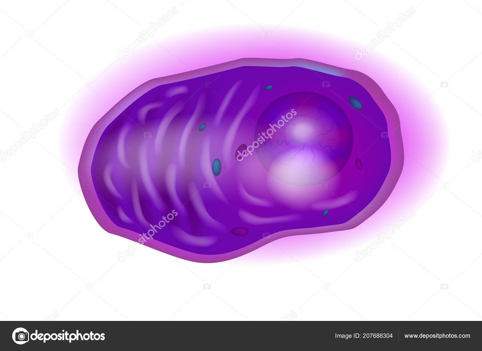 Células Plasmáticas Também Chamadas Células Plasmáticas Plasmócitos ...