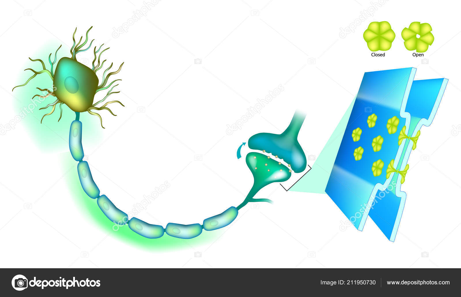 Synapse Électrique Transmission Synaptique Structure D'une Synapse ...