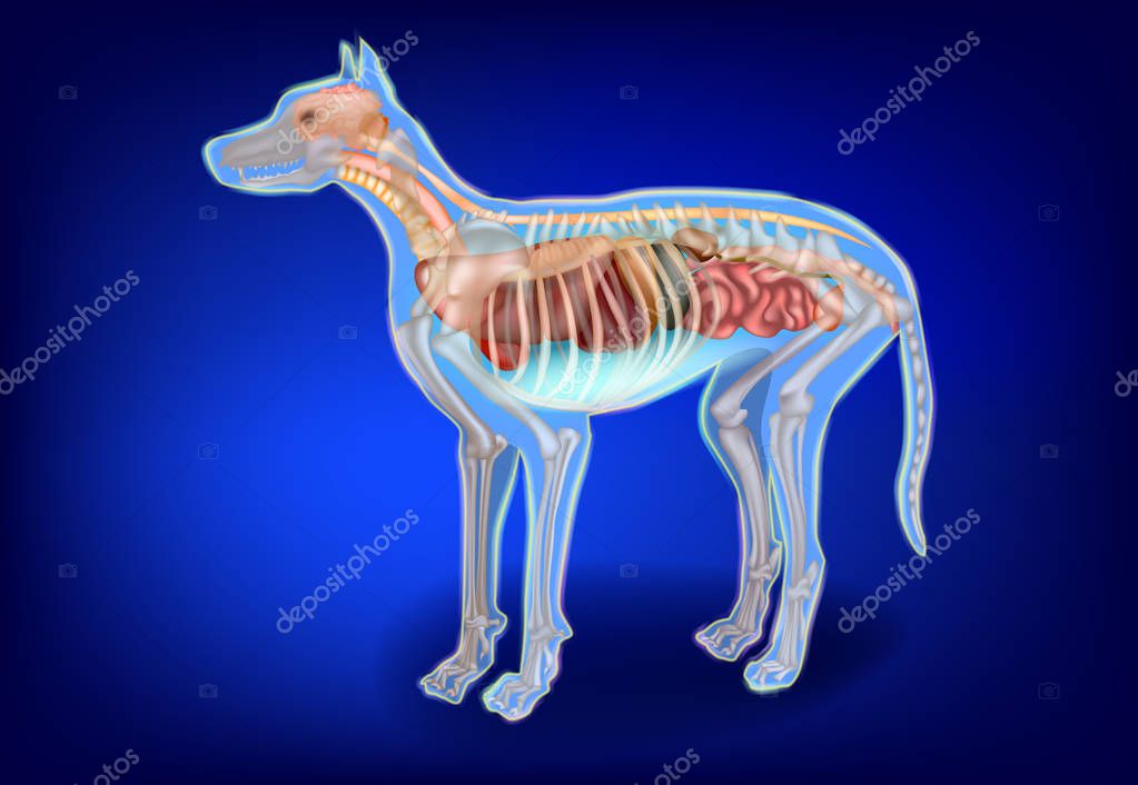 Órganos internos caninos y esqueleto. Anatomía del perro. Los sistemas ...