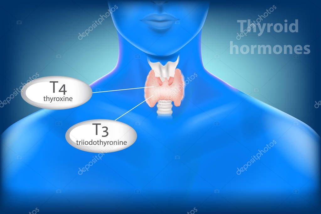 Human Thyroid Gland Anatomy. Hormonas tiroideas, triyodotironina (T3) y ...