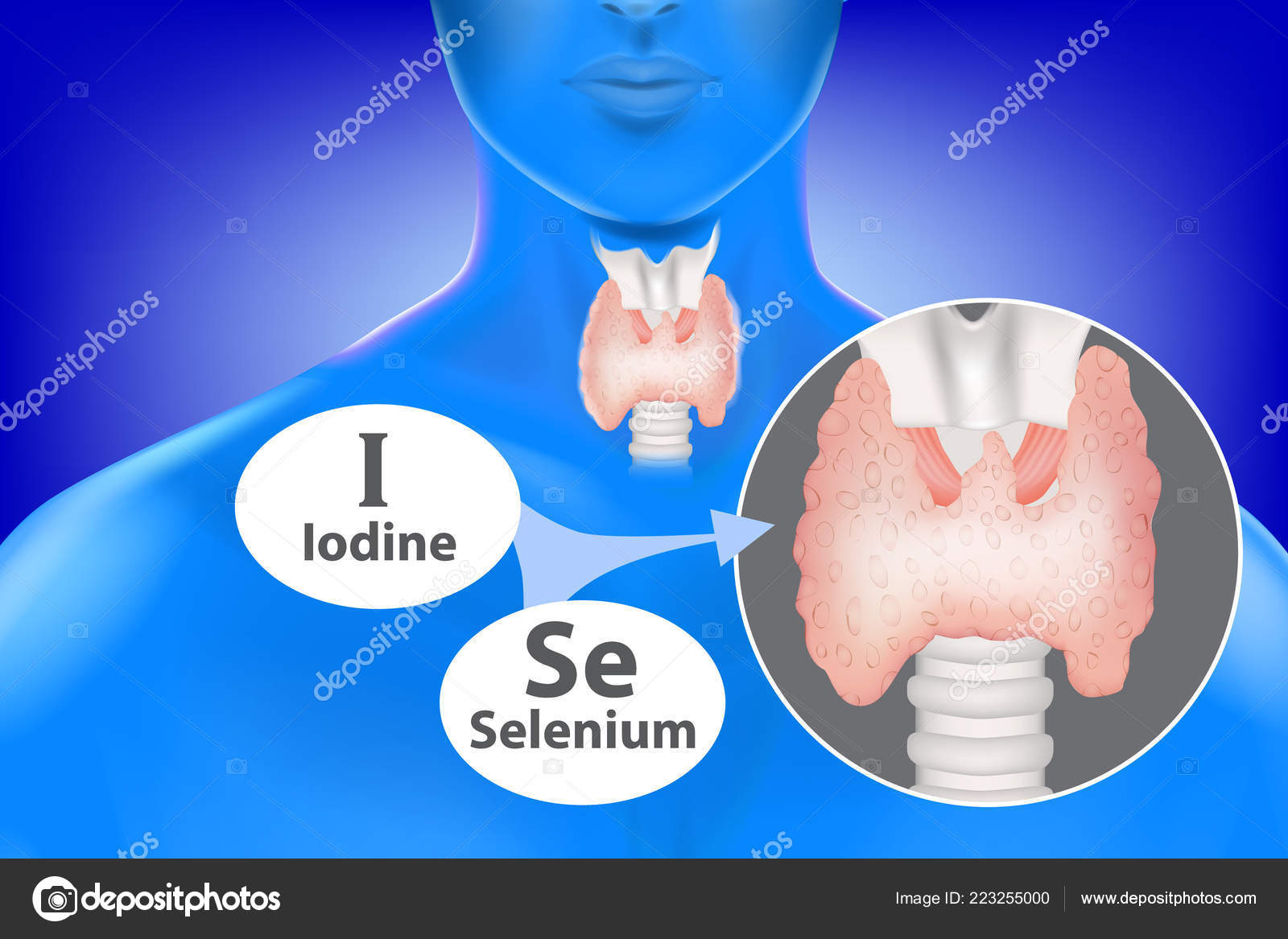 Selenium Iodine Necessary Normal Functioning Thyroid Gland Stock Vector ... Selenium Iodine Necessary Normal Functioning Thyroid Gland Stock Vector ...